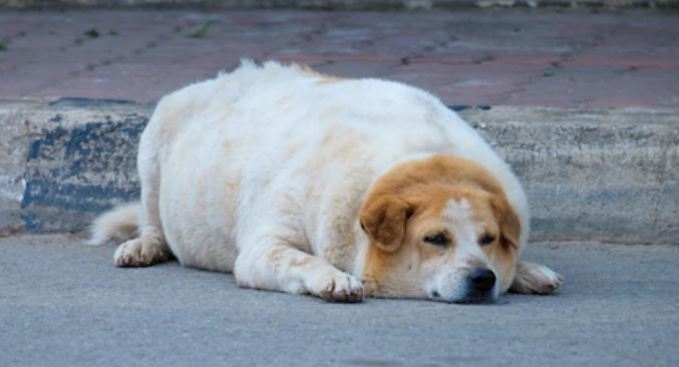 Obesidad y sobrepeso en perros: Causas y mejores soluciones