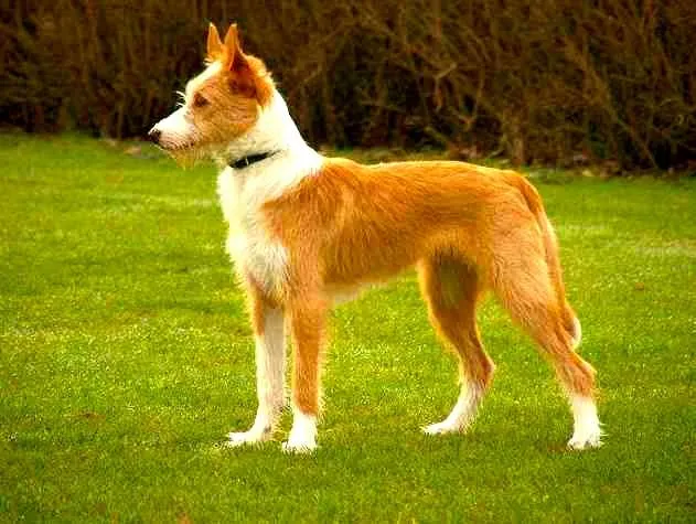 Podenco Portugués | Toppercan